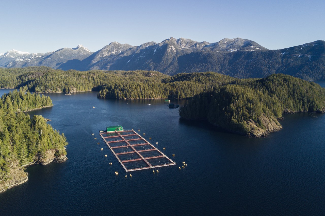 High sea lice counts leads Cermaq to close farm site in Clayoquot Sound ...